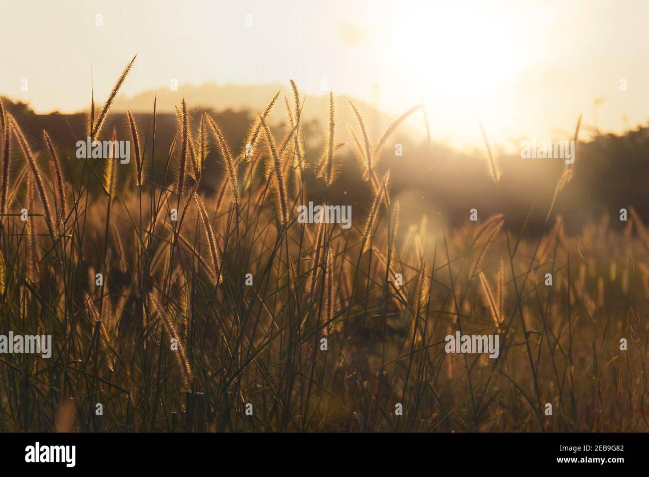Cogon glass, grass flower or pennisetum with sunrise background ...