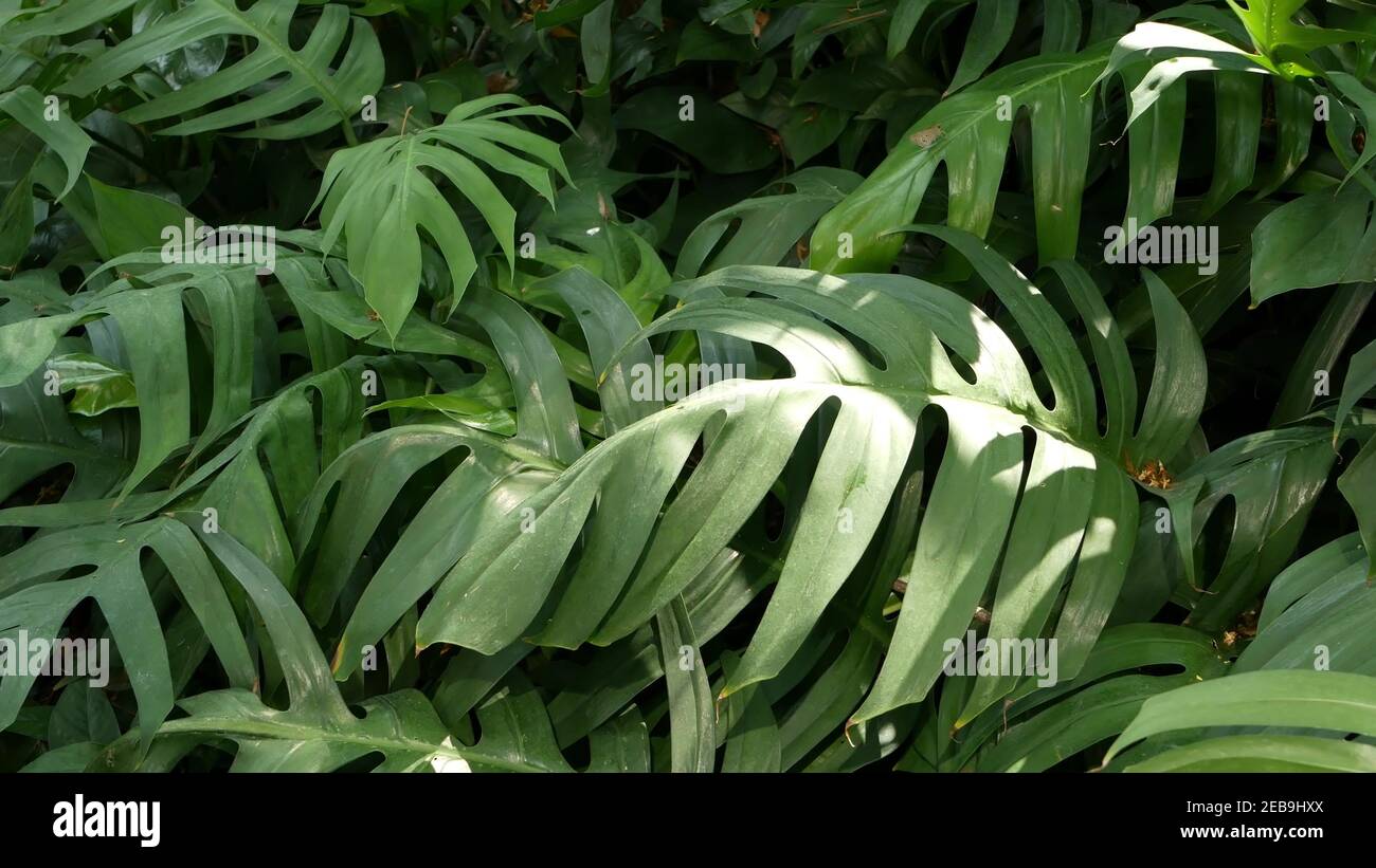 Bright juicy exotic tropical greens in the jungle forest equatorial ...