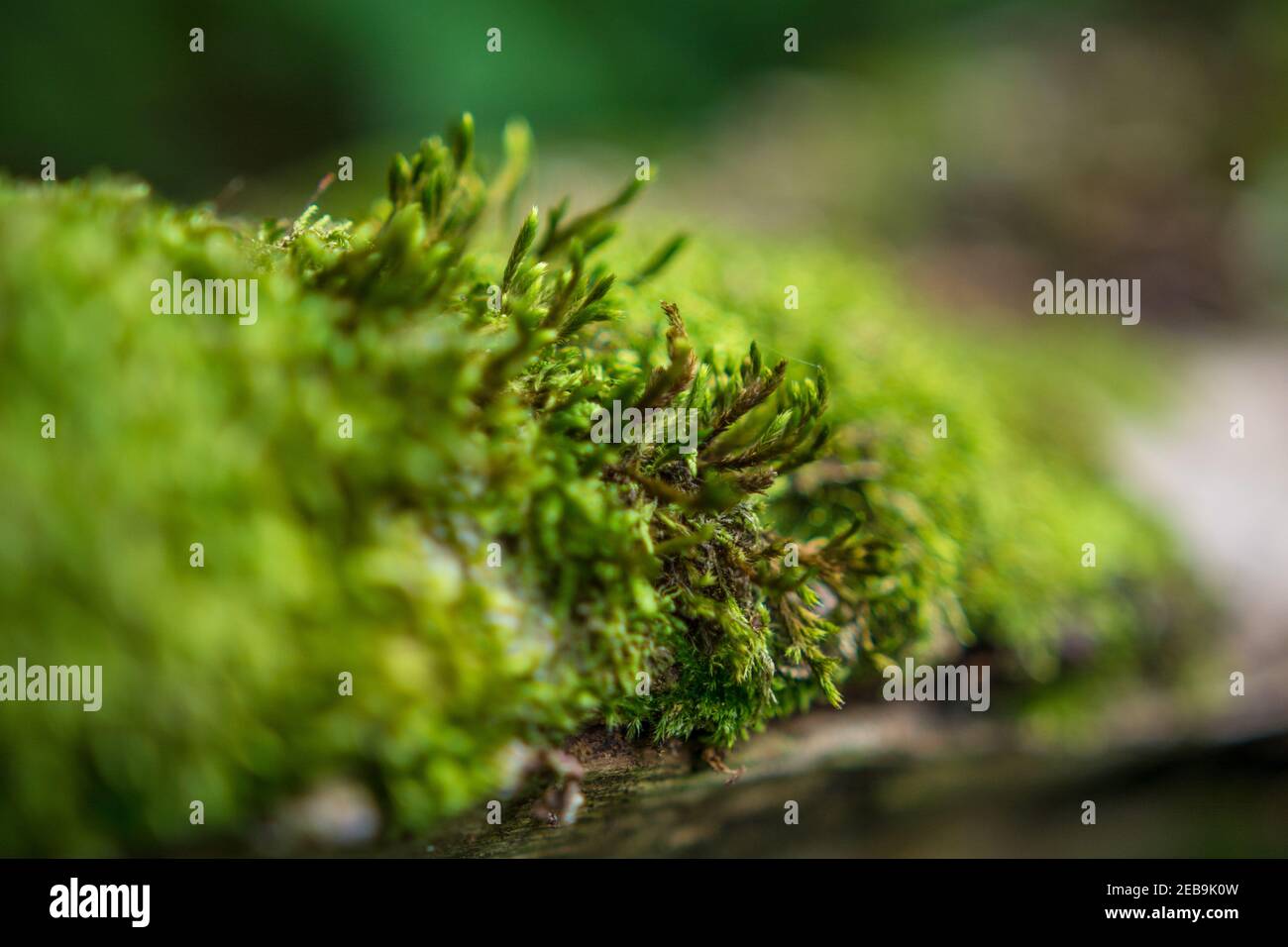 Green moss on a tree branch. Green moss on a branch tree branch Stock ...
