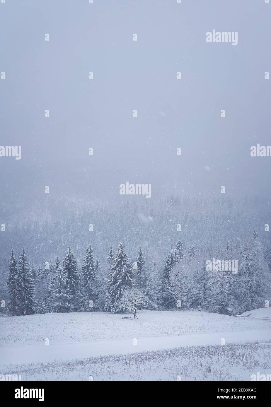 Winter snowfall landscape in Carpathian mountains, vertical shot ...