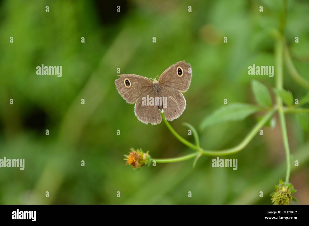 Small beautiful brown butterfly on a flower in nature Stock Photo - Alamy
