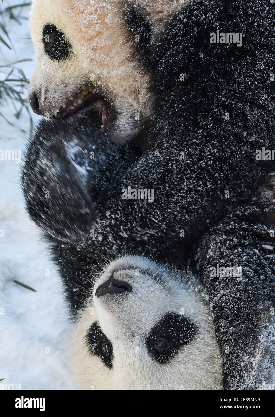 Berlin, Germany. 12th Feb, 2021. Panda siblings Paule (above) and Pit ...