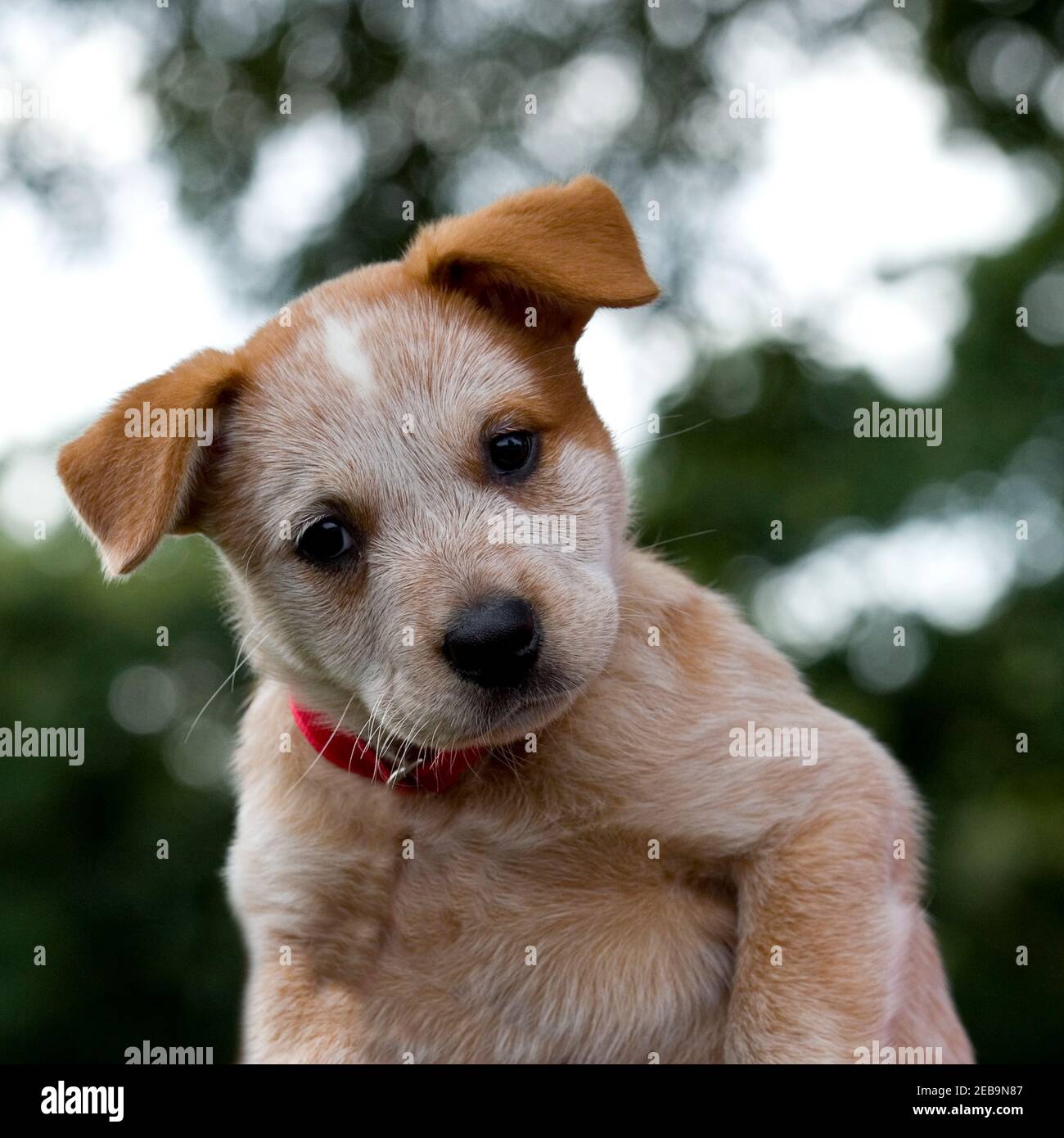 australian cattle dog puppy Stock Photo - Alamy