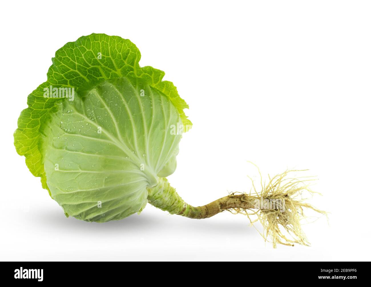 Green fresh cabbage with root isolated on white background Stock Photo ...