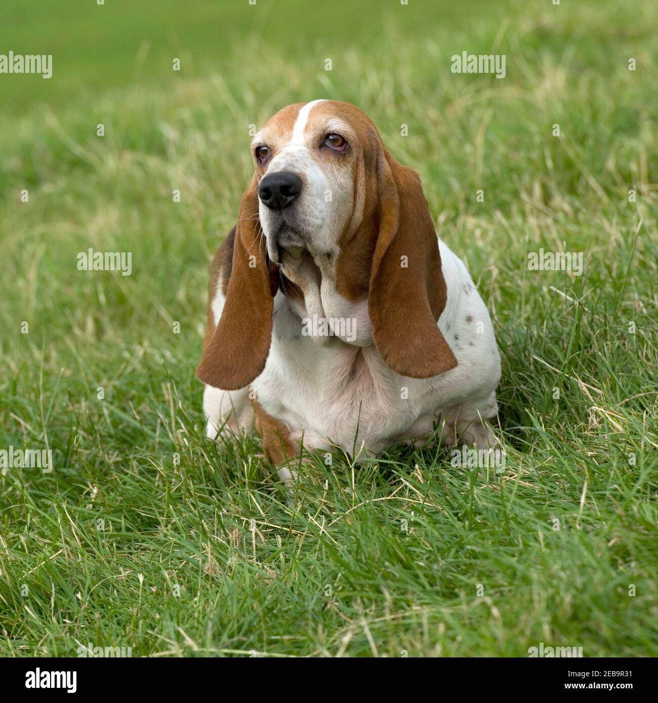 basset hound dog Stock Photo - Alamy