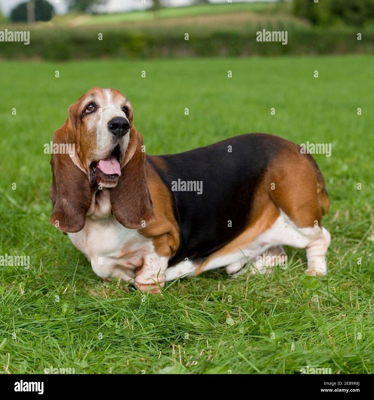 basset hound dog Stock Photo - Alamy