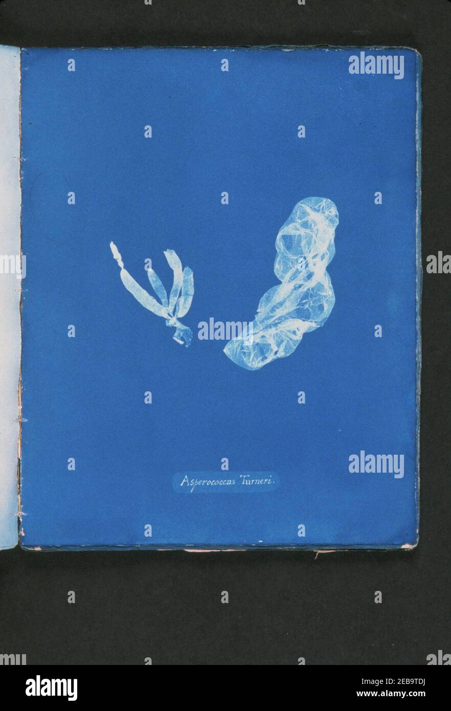 Asperococcus hi-res stock photography and images - Alamy