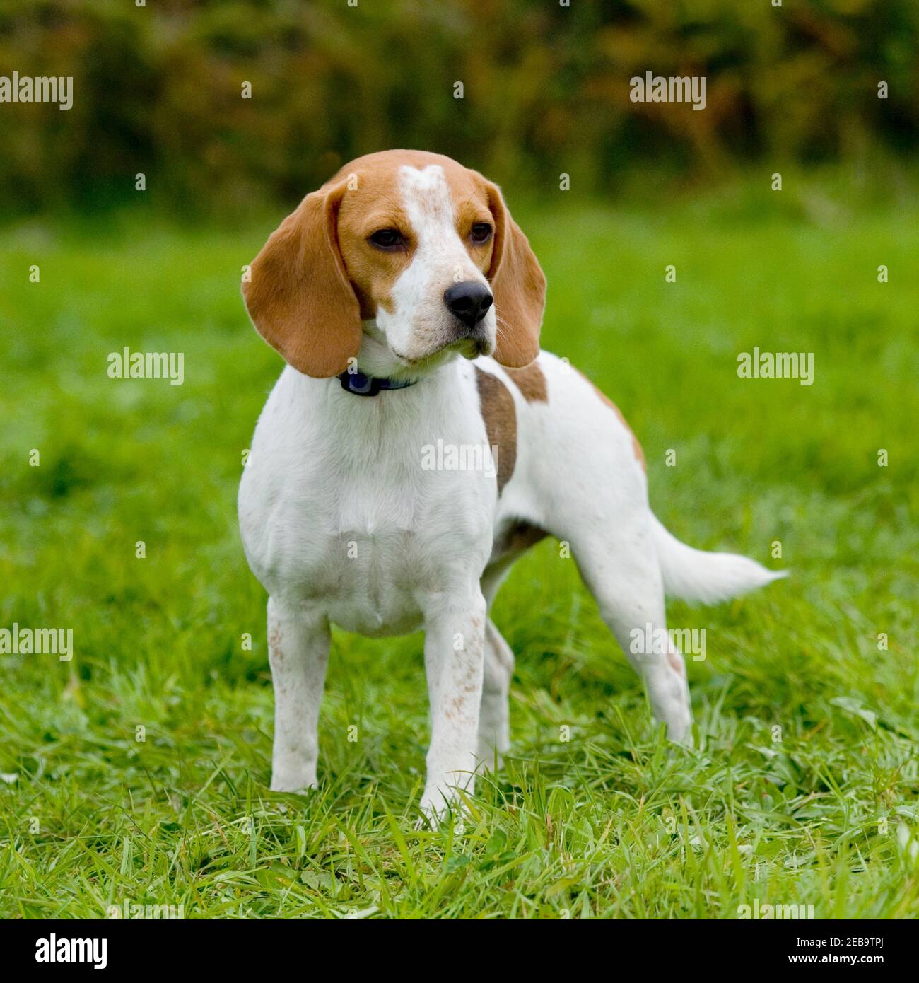 Beagle profile hi-res stock photography and images - Alamy