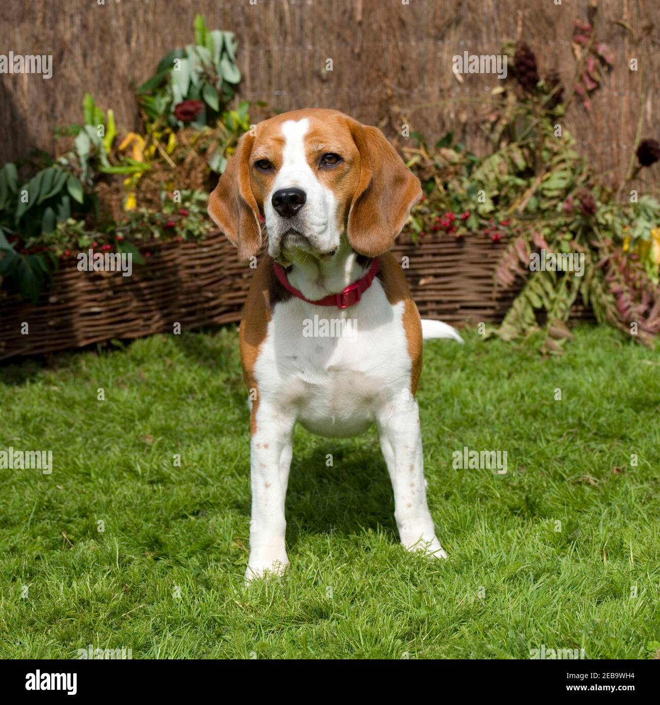 Beagle profile hi-res stock photography and images - Alamy