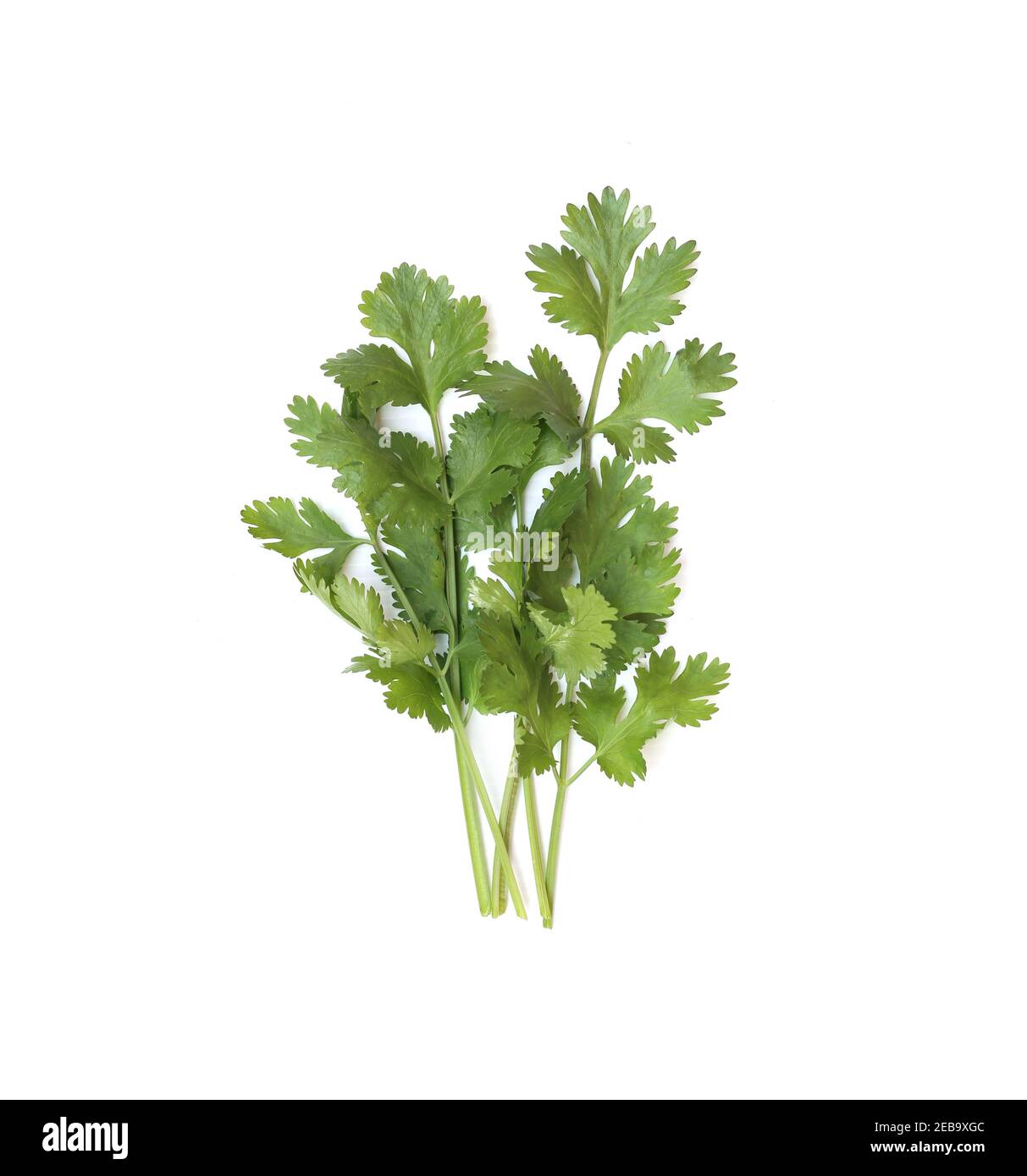 Coriander of ingredient vegetable isolated on white background for ...
