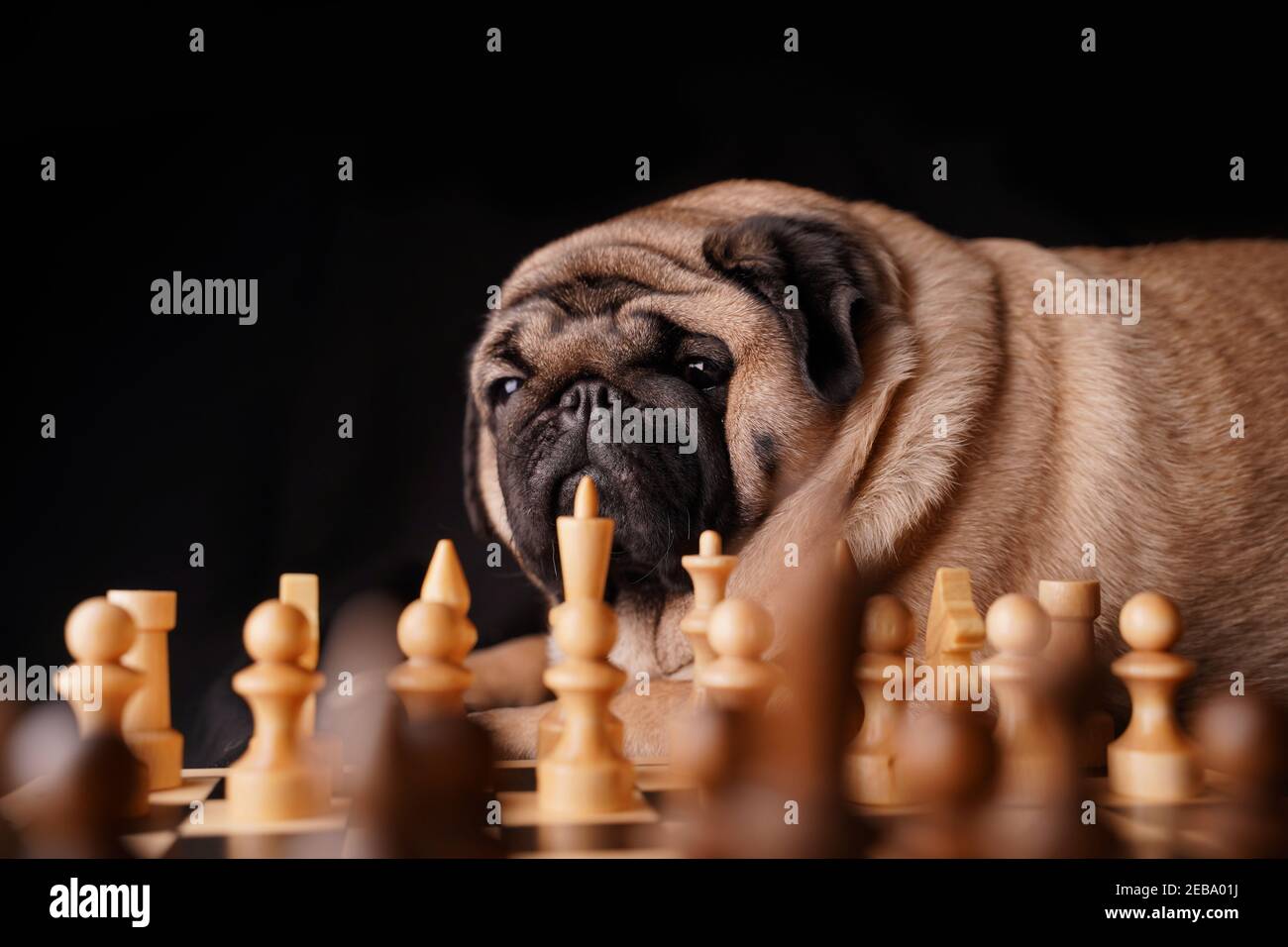 Close up of big pug with chess pieces on chessboard. Thoughtful pretty ...