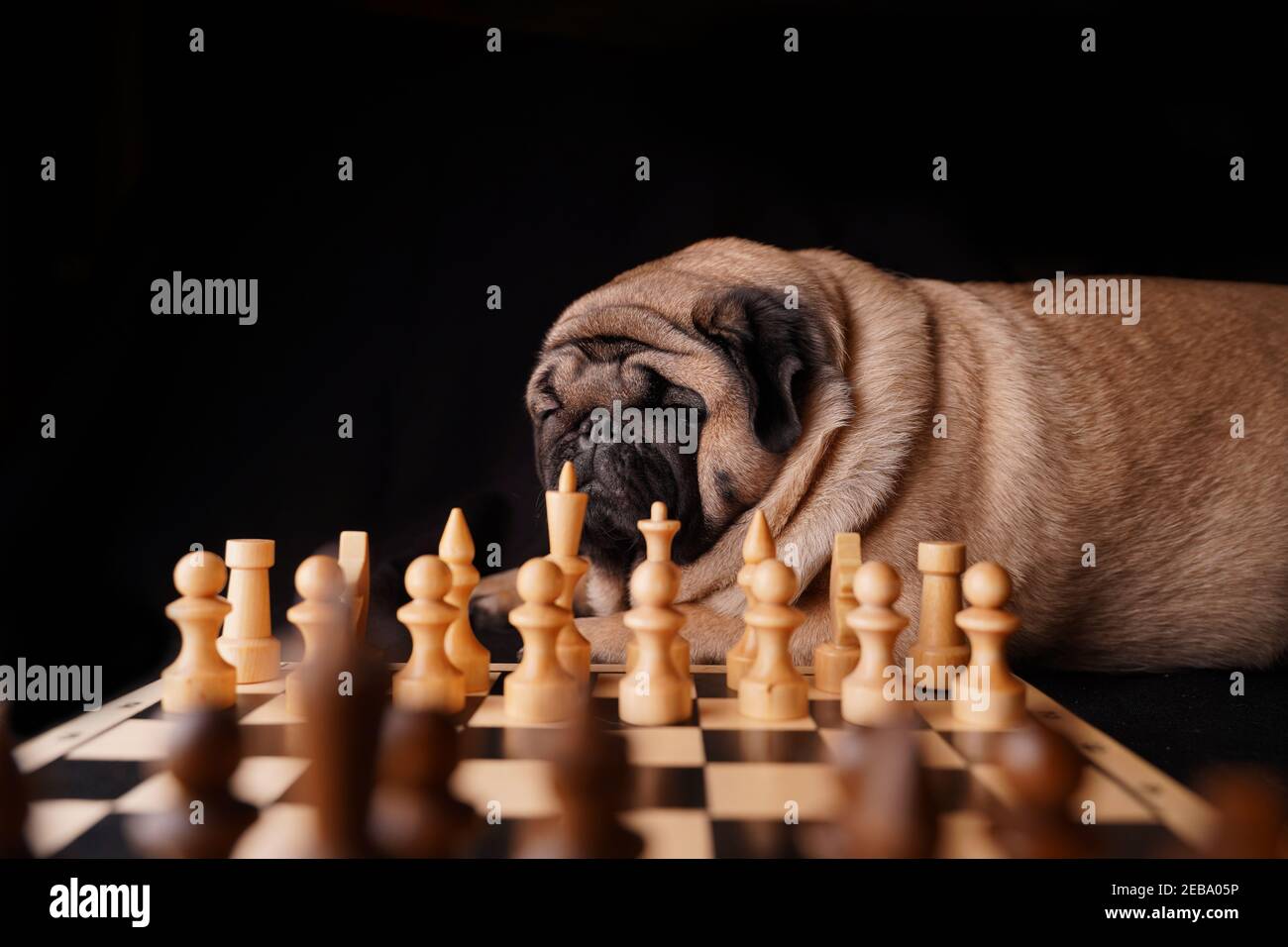 Close up of big pug with chess pieces on chessboard. Thoughtful pretty ...