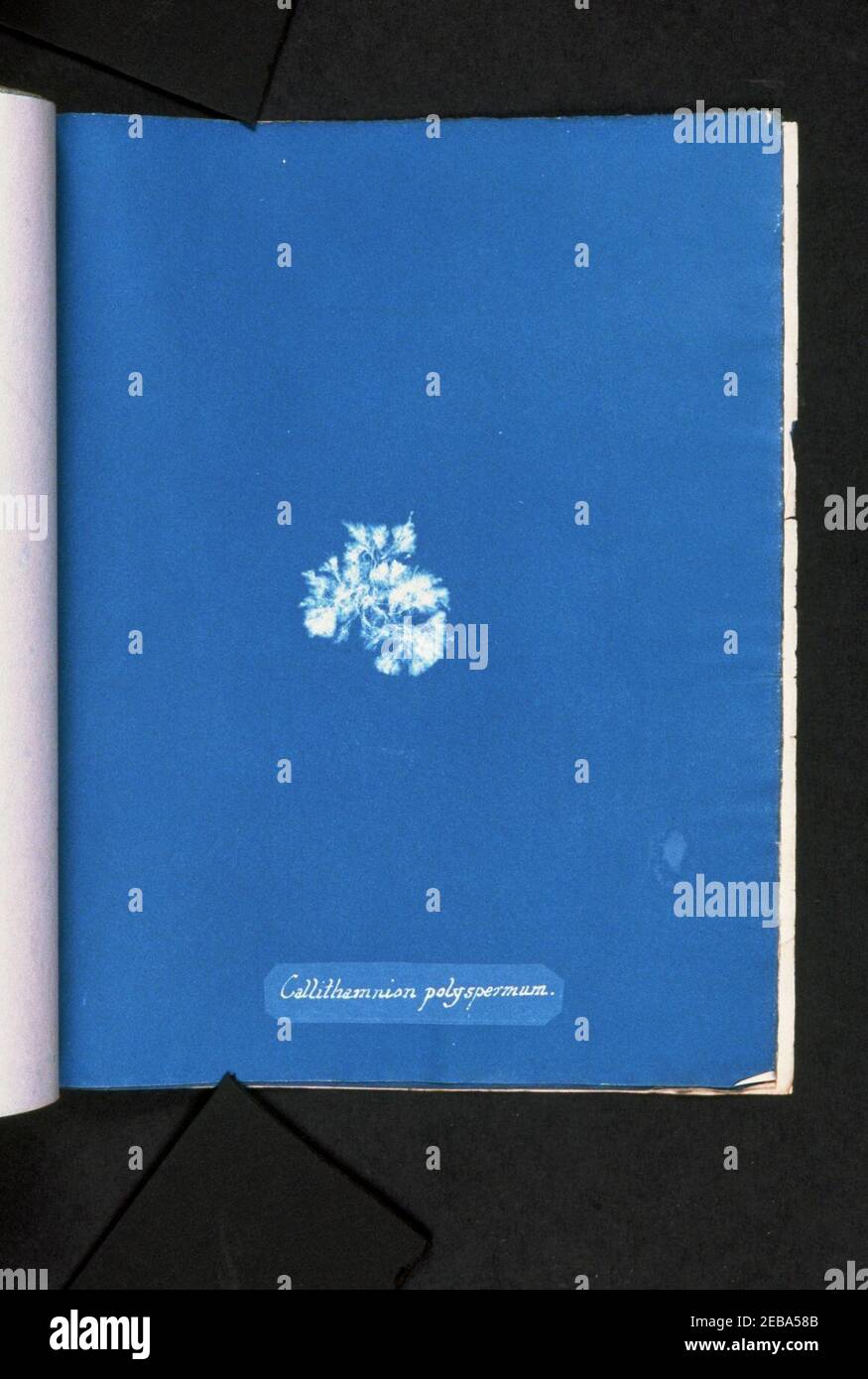 Callithamnion polyspermum hi-res stock photography and images - Alamy