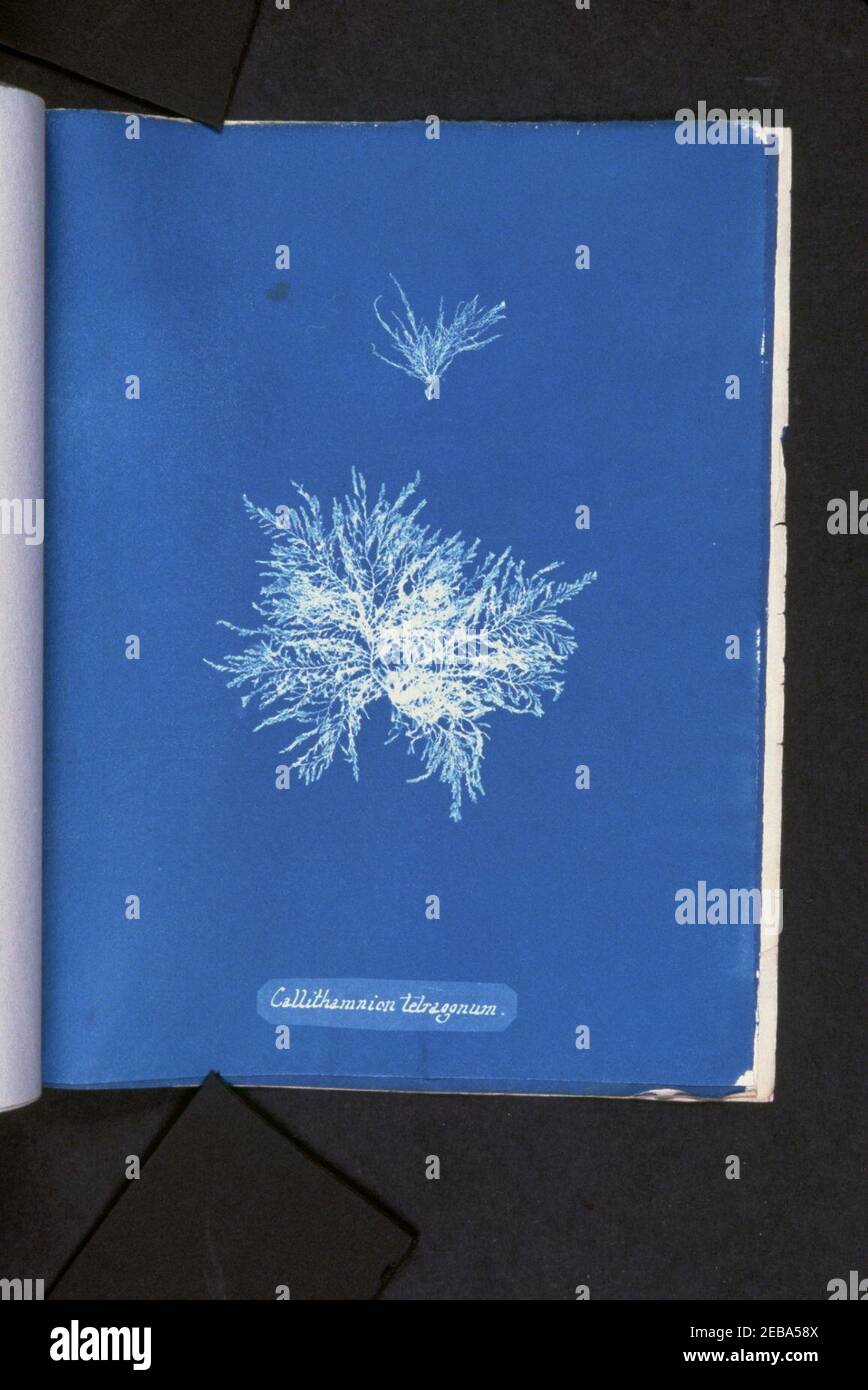 Callithamnion hi-res stock photography and images - Alamy