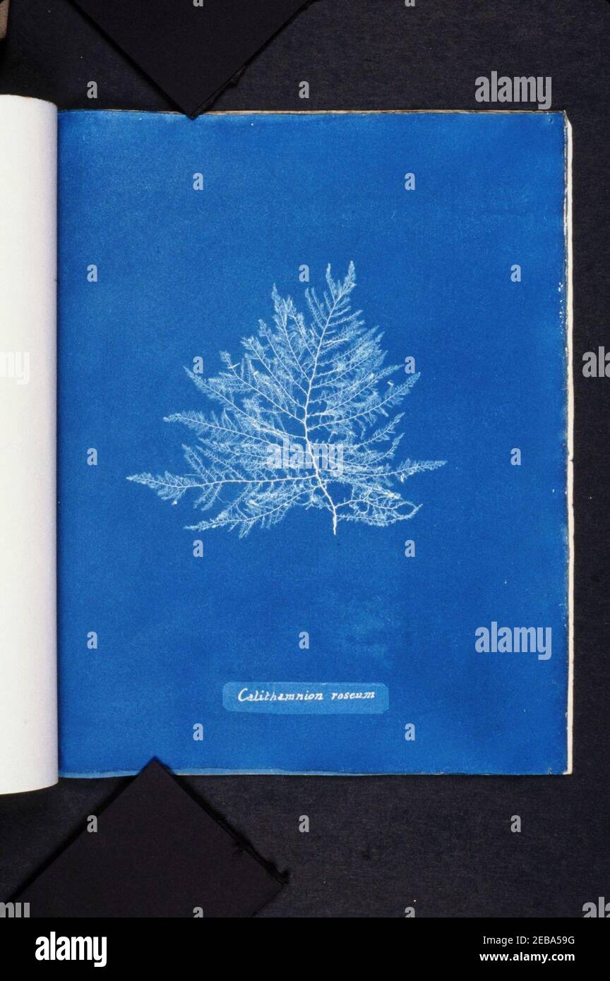 Calithamnion roseum hi-res stock photography and images - Alamy