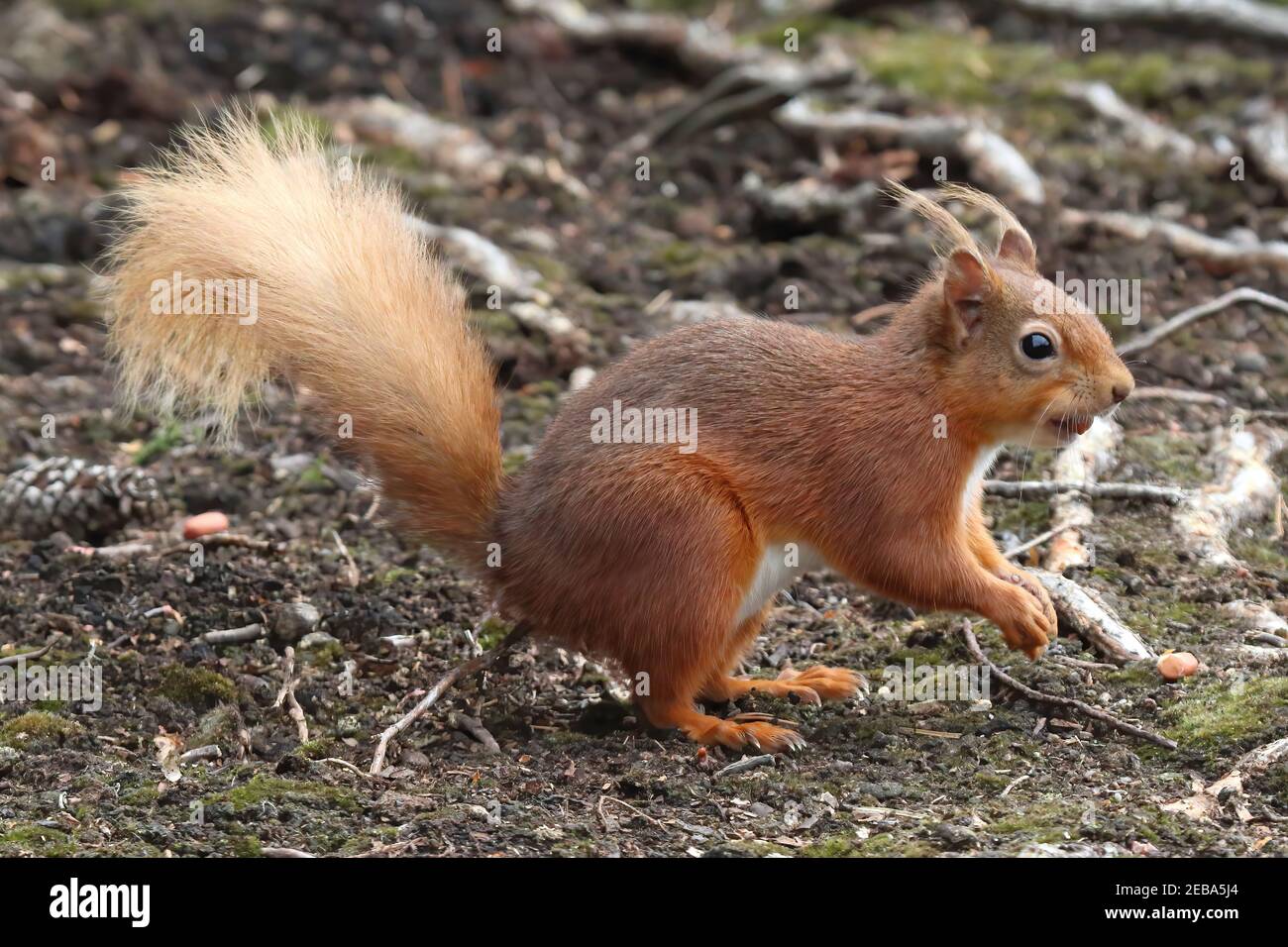 Red Squirrel (Sciurus Vulgaris Stock Photo - Alamy