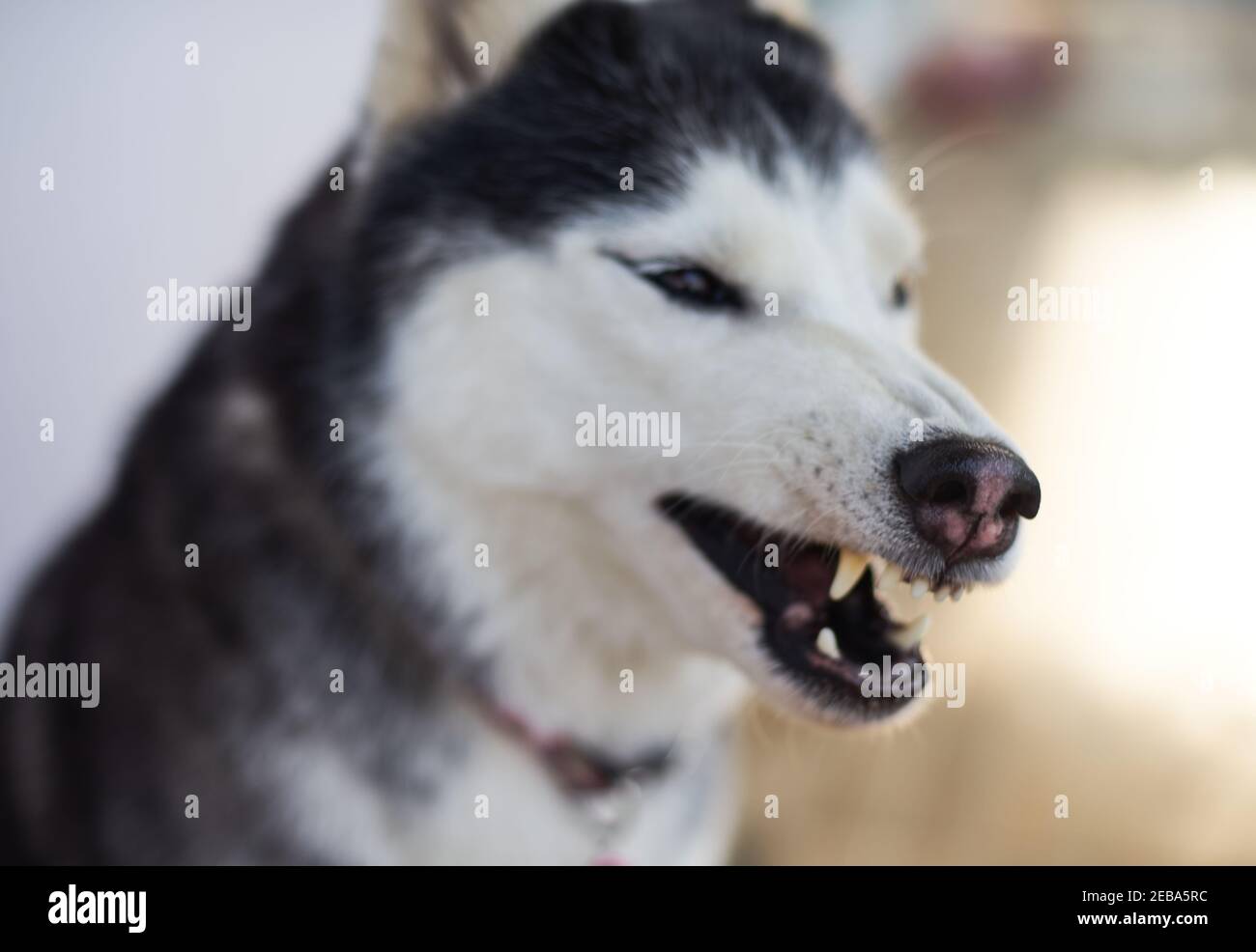 Why Does A Dog Bare His Teeth