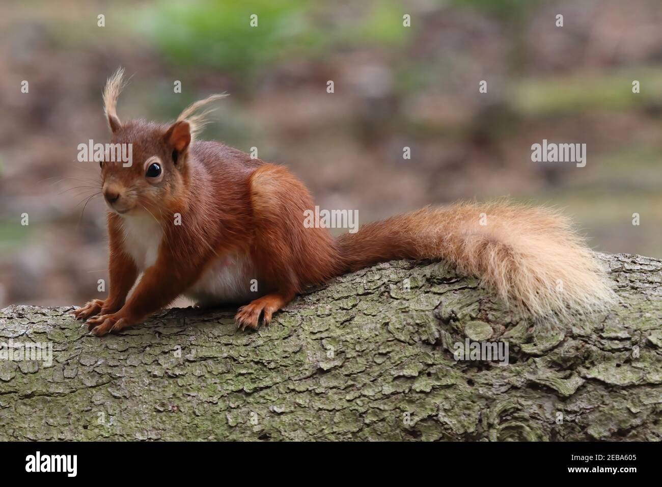 Red Squirrel (Sciurus Vulgaris Stock Photo - Alamy