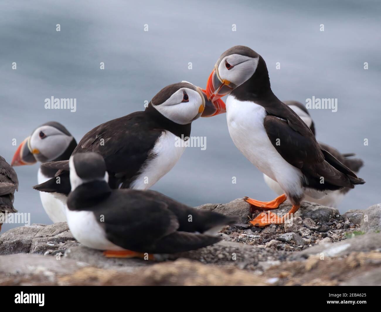 English puffins hi-res stock photography and images - Alamy