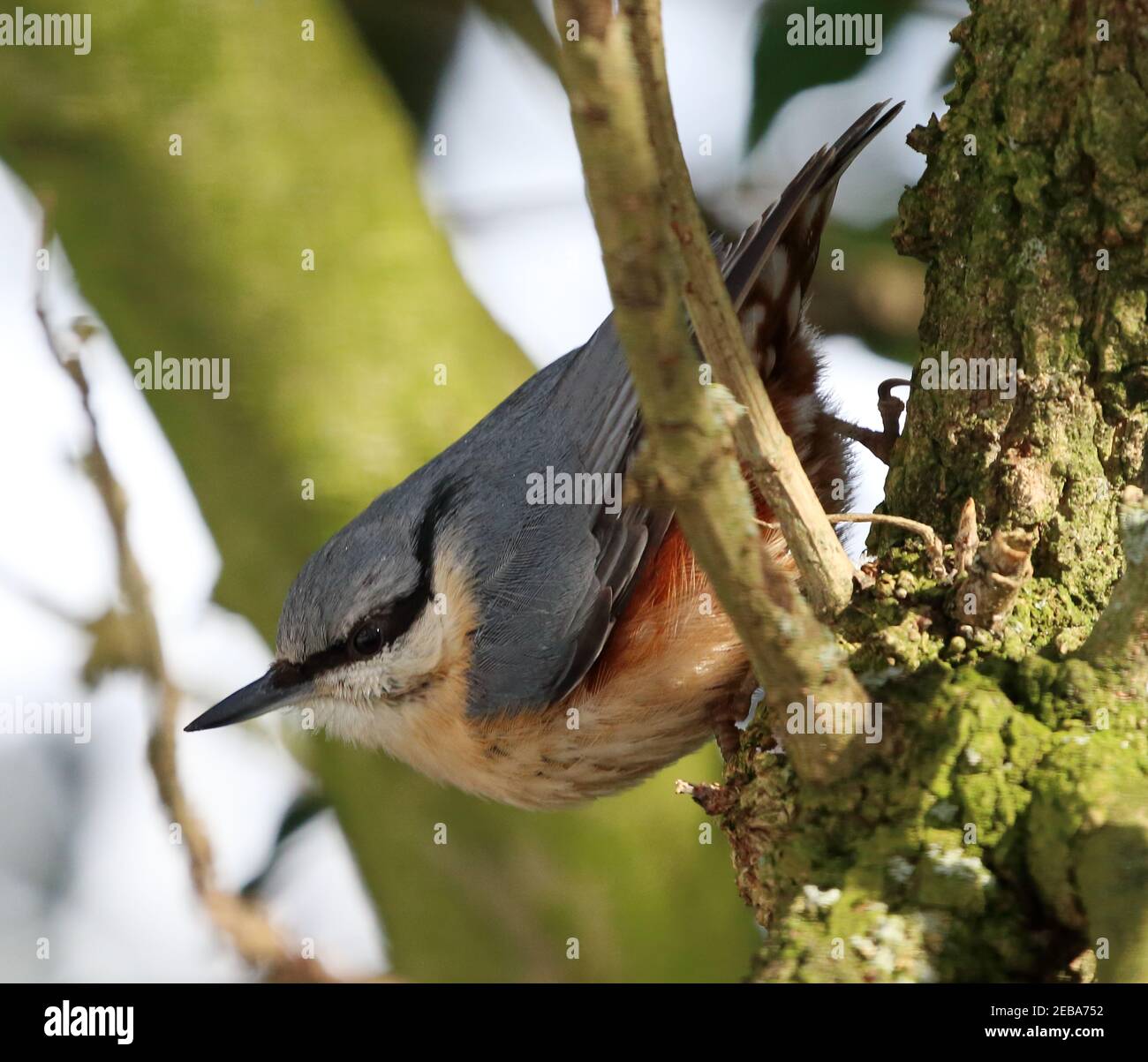Nuthatch urban hi-res stock photography and images - Alamy