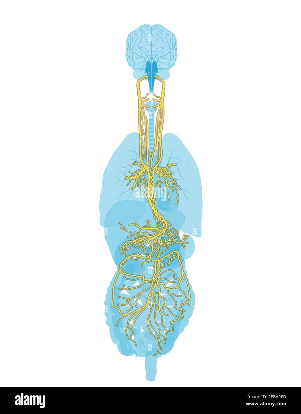 Illustration showing brain and vagus nerve (tenth cranial nerve or CN X ...