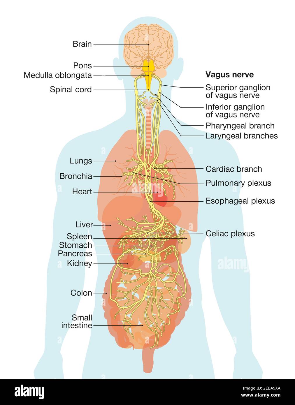 Vagus Nerve Nerve Anatomy Vagus Nerve Anatomy - vrogue.co Vagus Nerve Nerve Anatomy Vagus Nerve Anatomy - vrogue.co