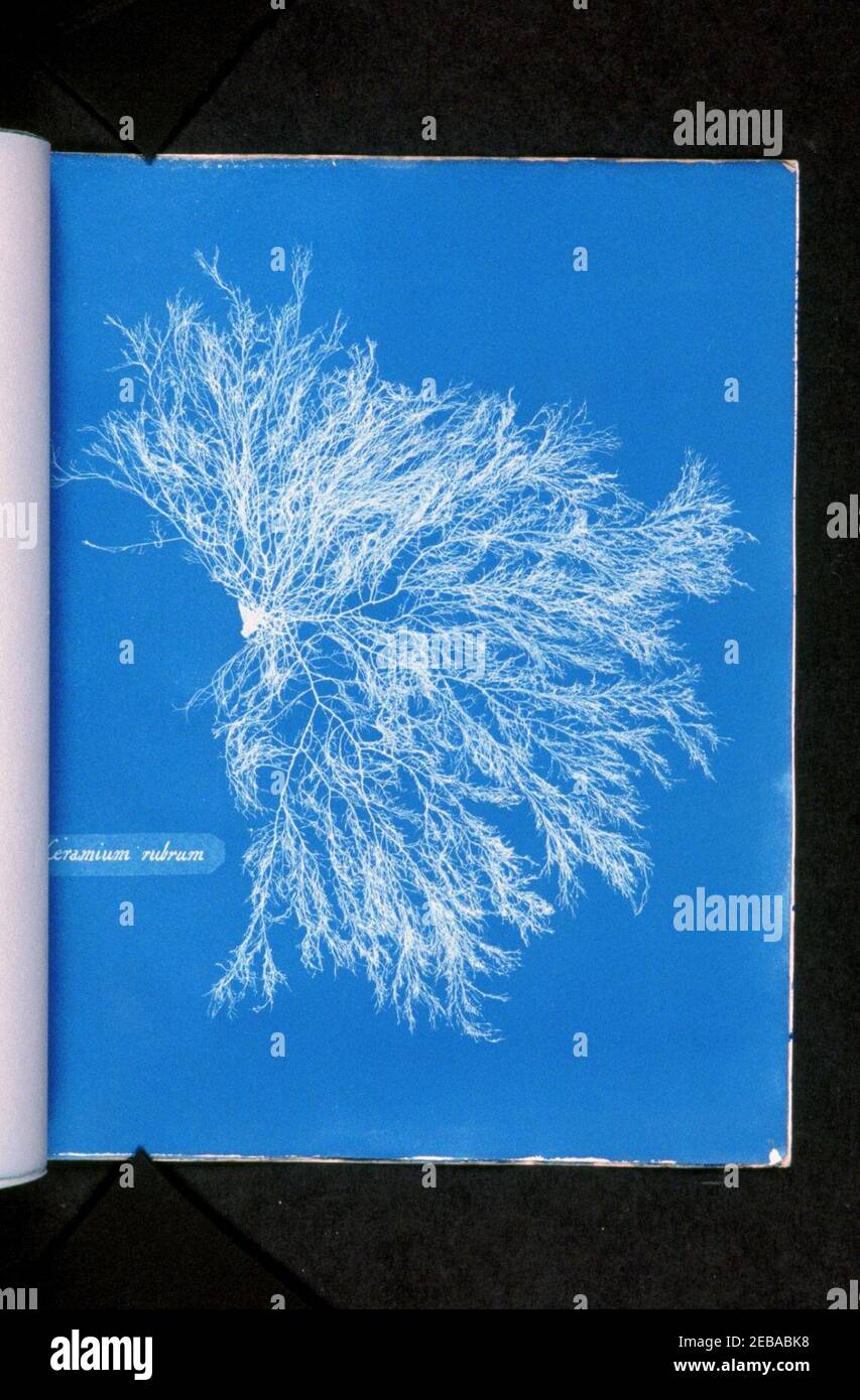 Ceramium rubrum hi-res stock photography and images - Alamy