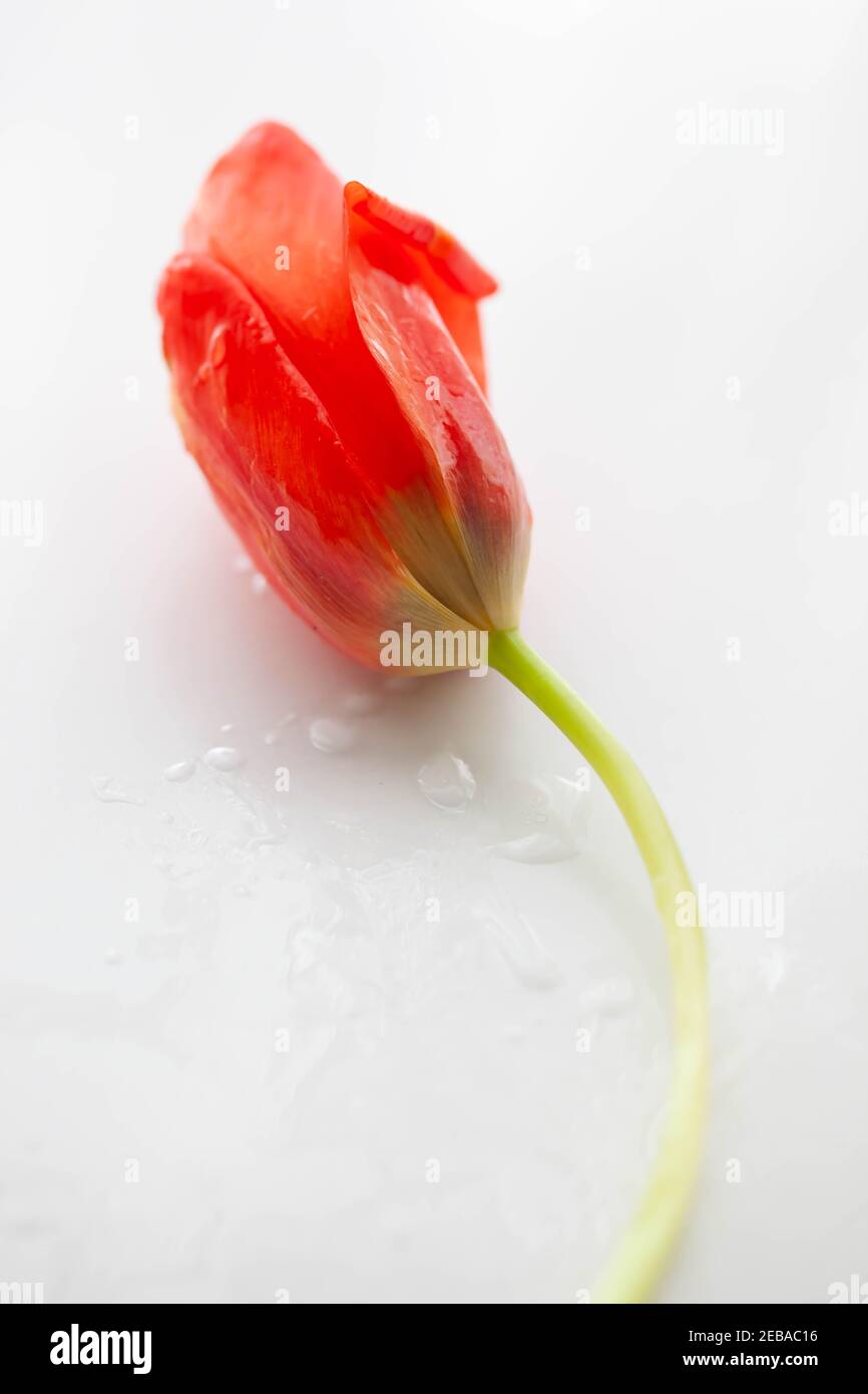 View of a single red tulip and curved stem on a white background Stock ...