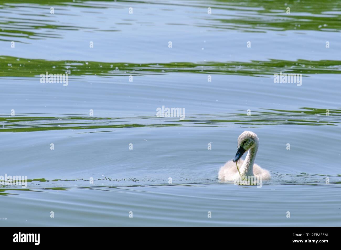 Juvenile black swan hi-res stock photography and images - Alamy