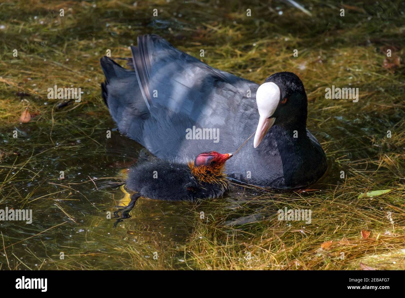 Adult coot with coot chick on water covered with weeds and grass at ...