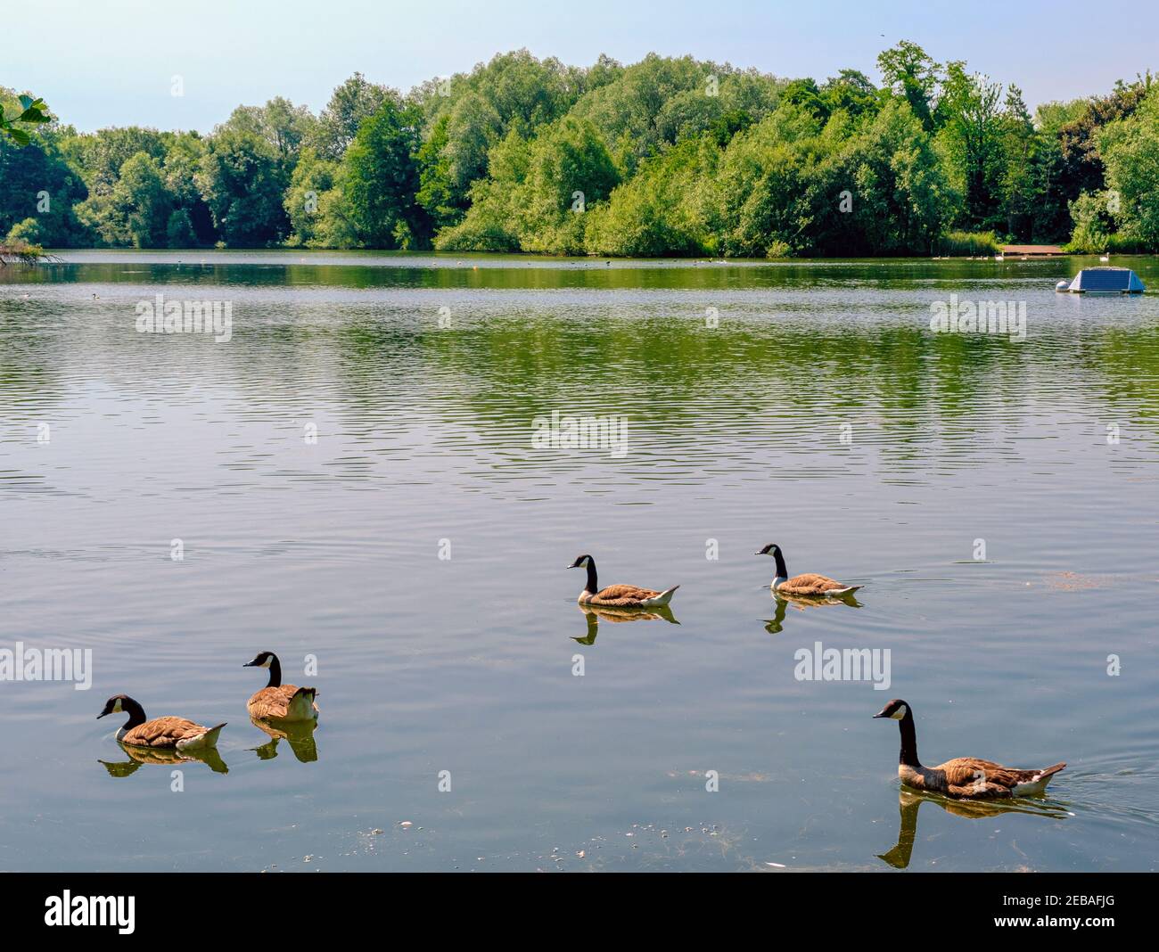 Canada Geese swimming on Batchworth Lake, Rickmansworth Aquadrome ...