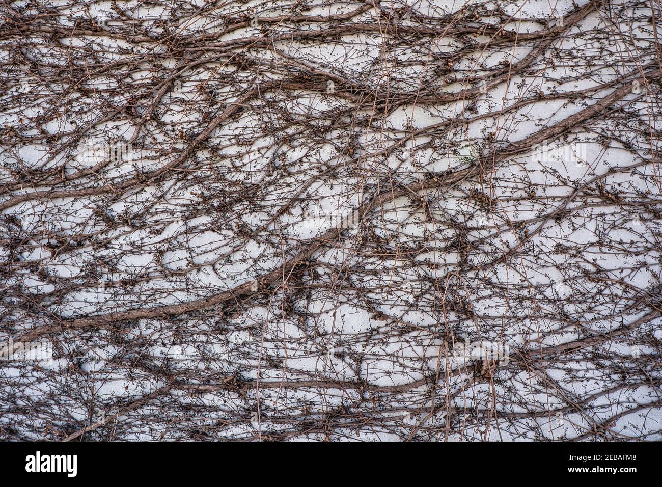 Brown twigs hi-res stock photography and images - Alamy