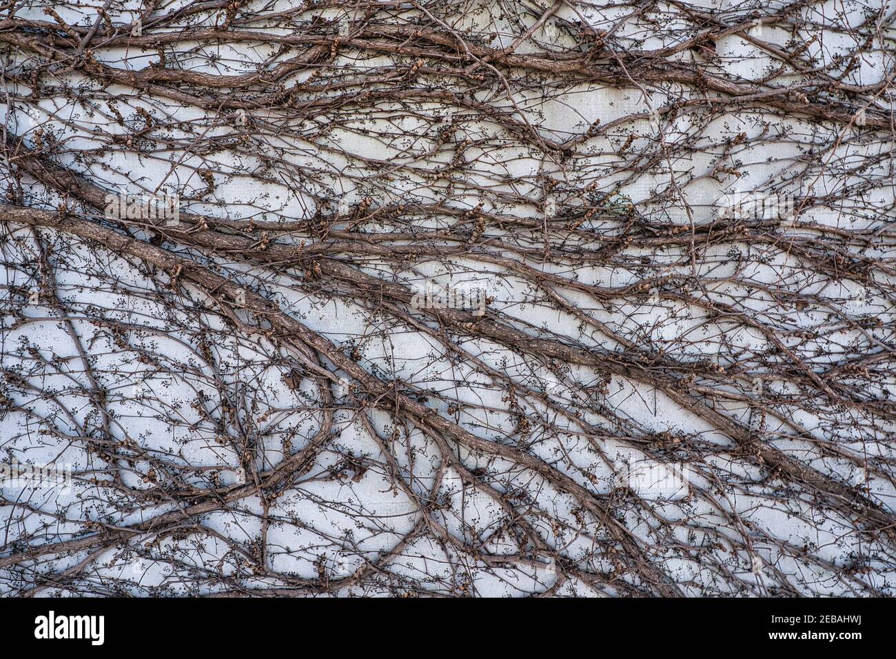 Brown twigs hi-res stock photography and images - Alamy