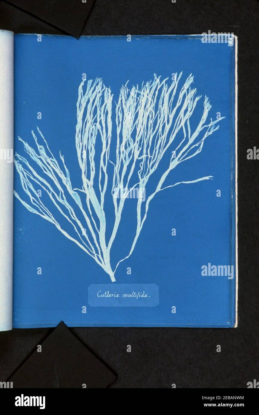 Cutleria hi-res stock photography and images - Alamy