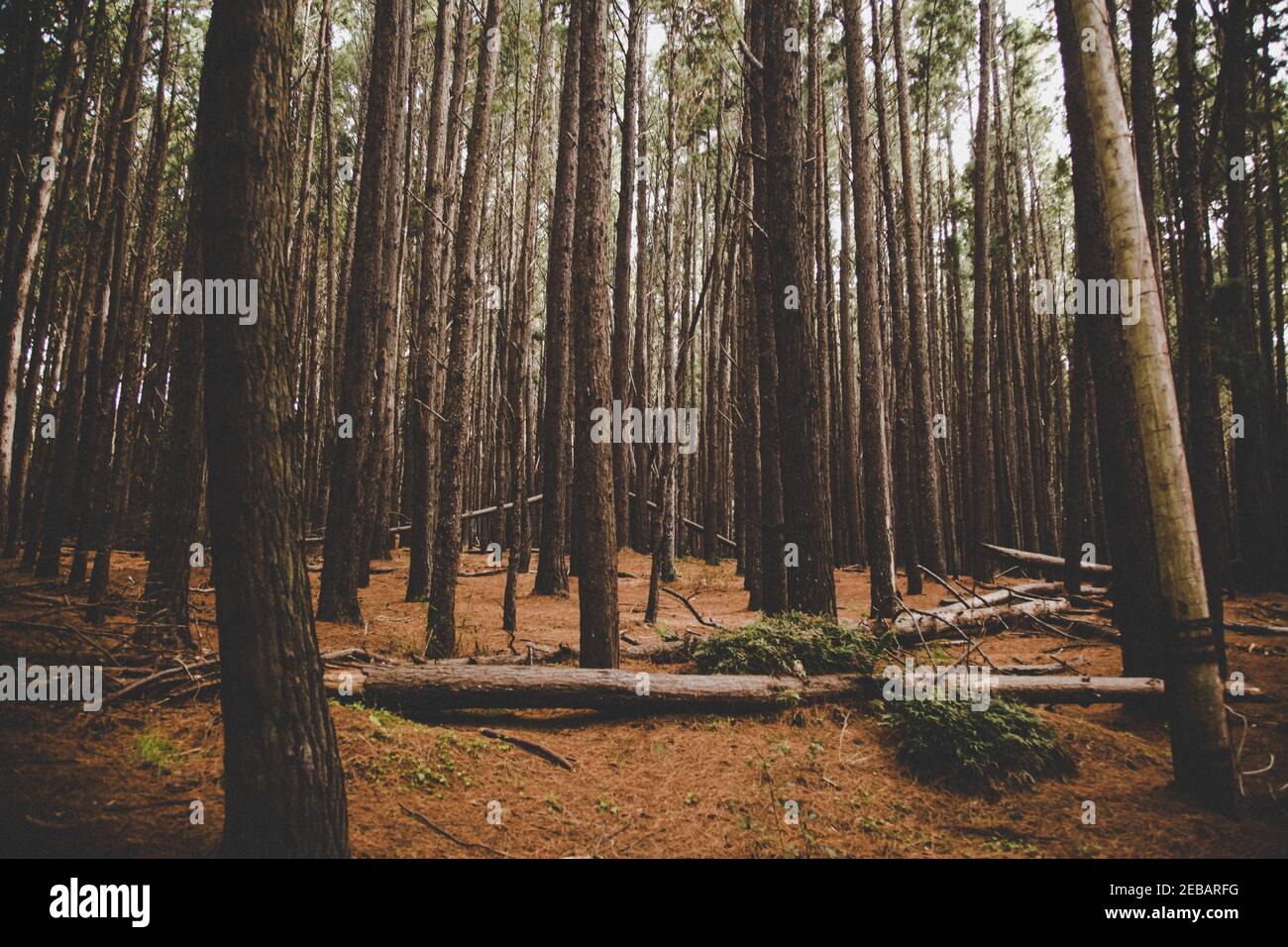 Beautiful natural environment fallen hi-res stock photography and ...