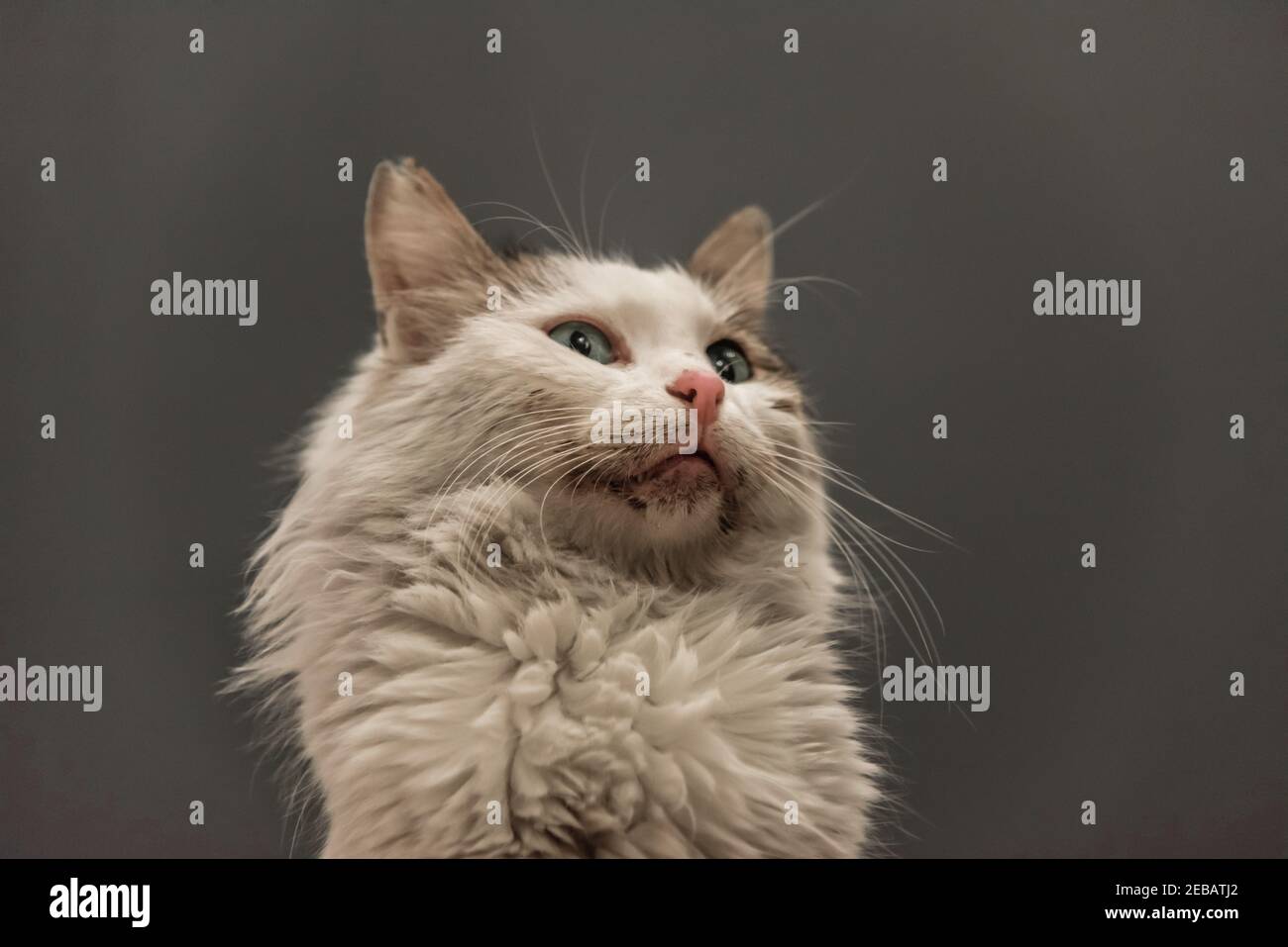 Cat stance hi-res stock photography and images - Alamy