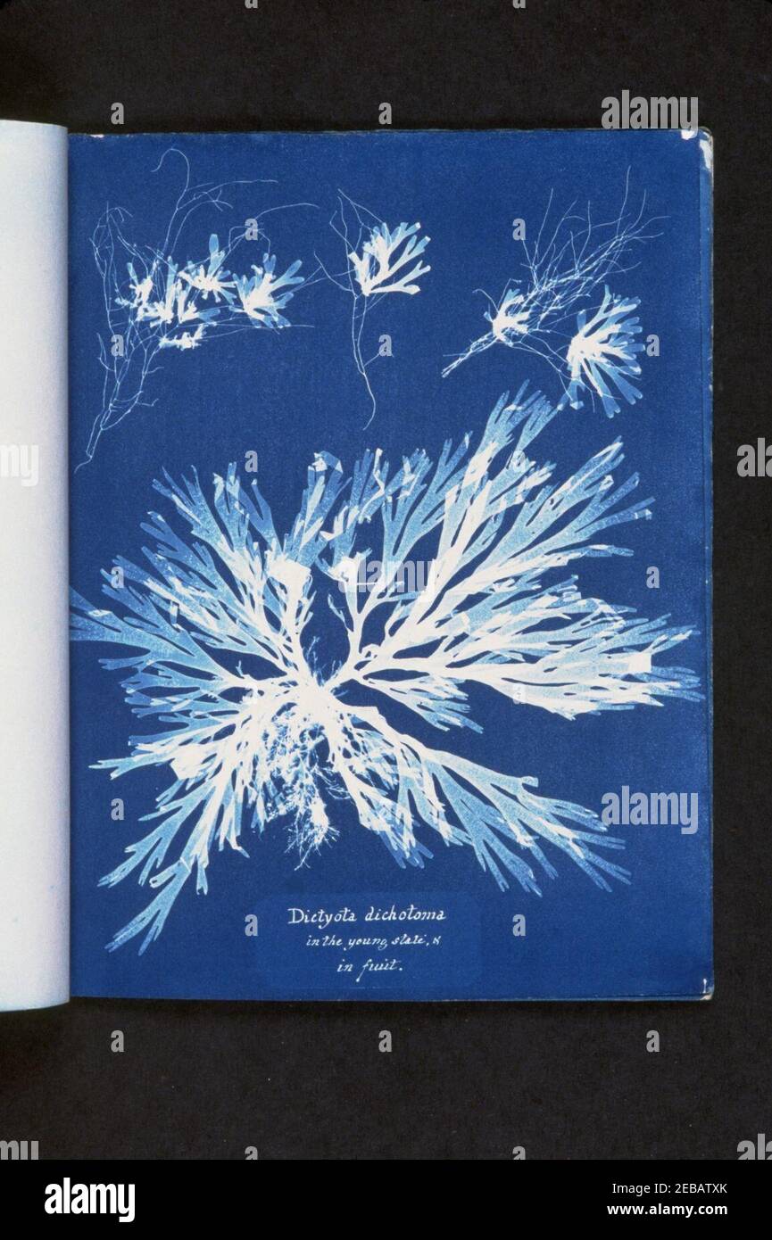 Dictyota hi-res stock photography and images - Alamy