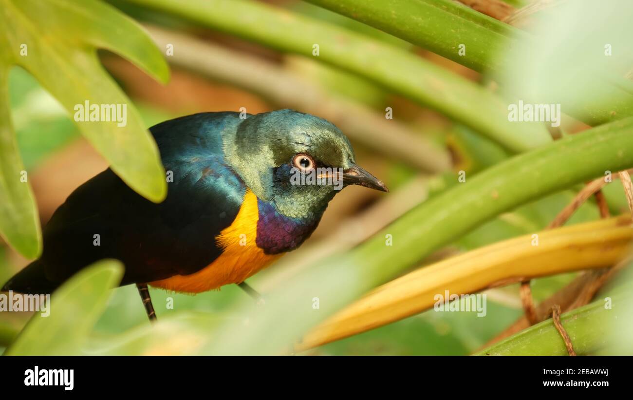 Golden breasted starling lamprotornis hi-res stock photography and ...