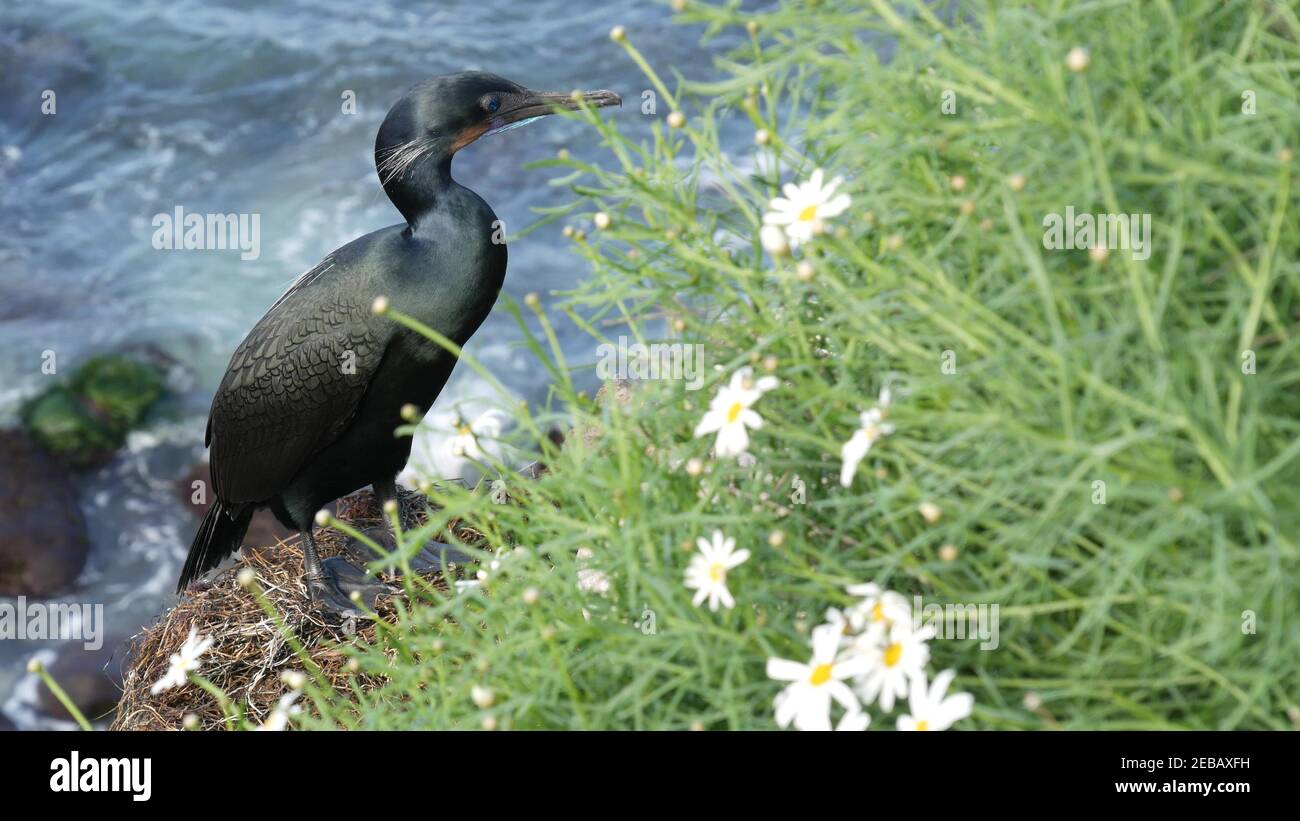 Double-crested cormorant after fishing in greenery. Sea bird with ...