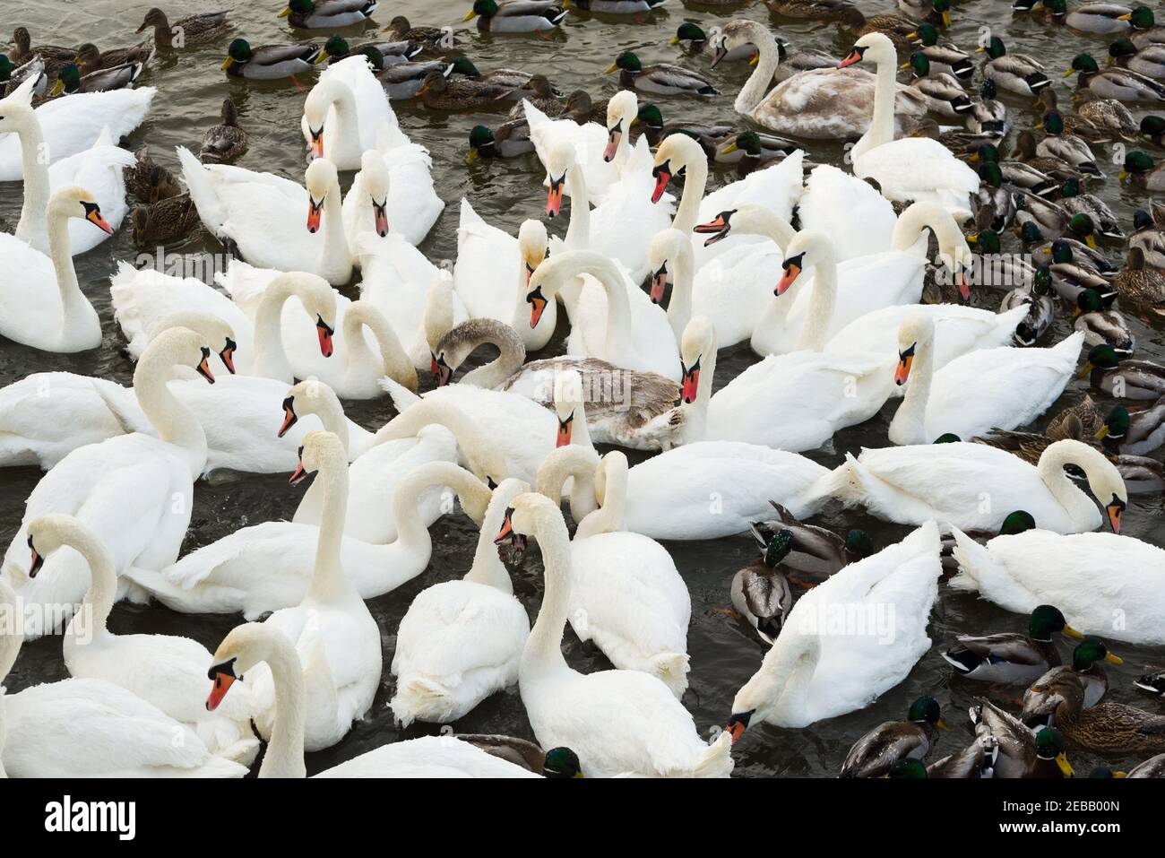In the Nemunas River, Lithuania has the largest colony of wintering ...