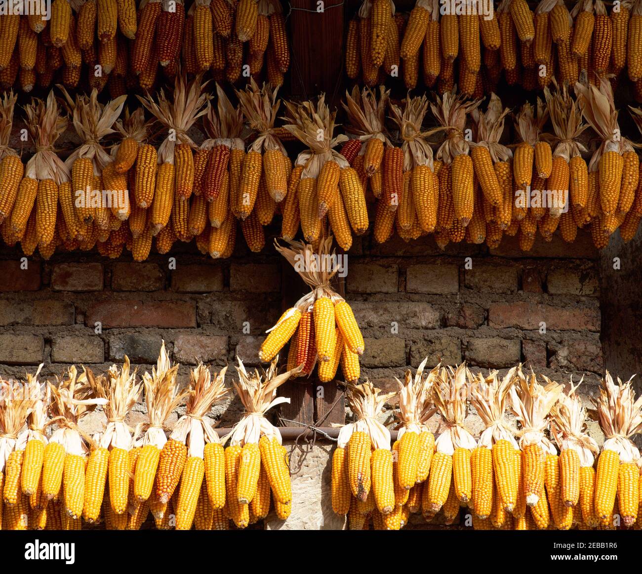 French, corn cobs, drying Stock Photo - Alamy