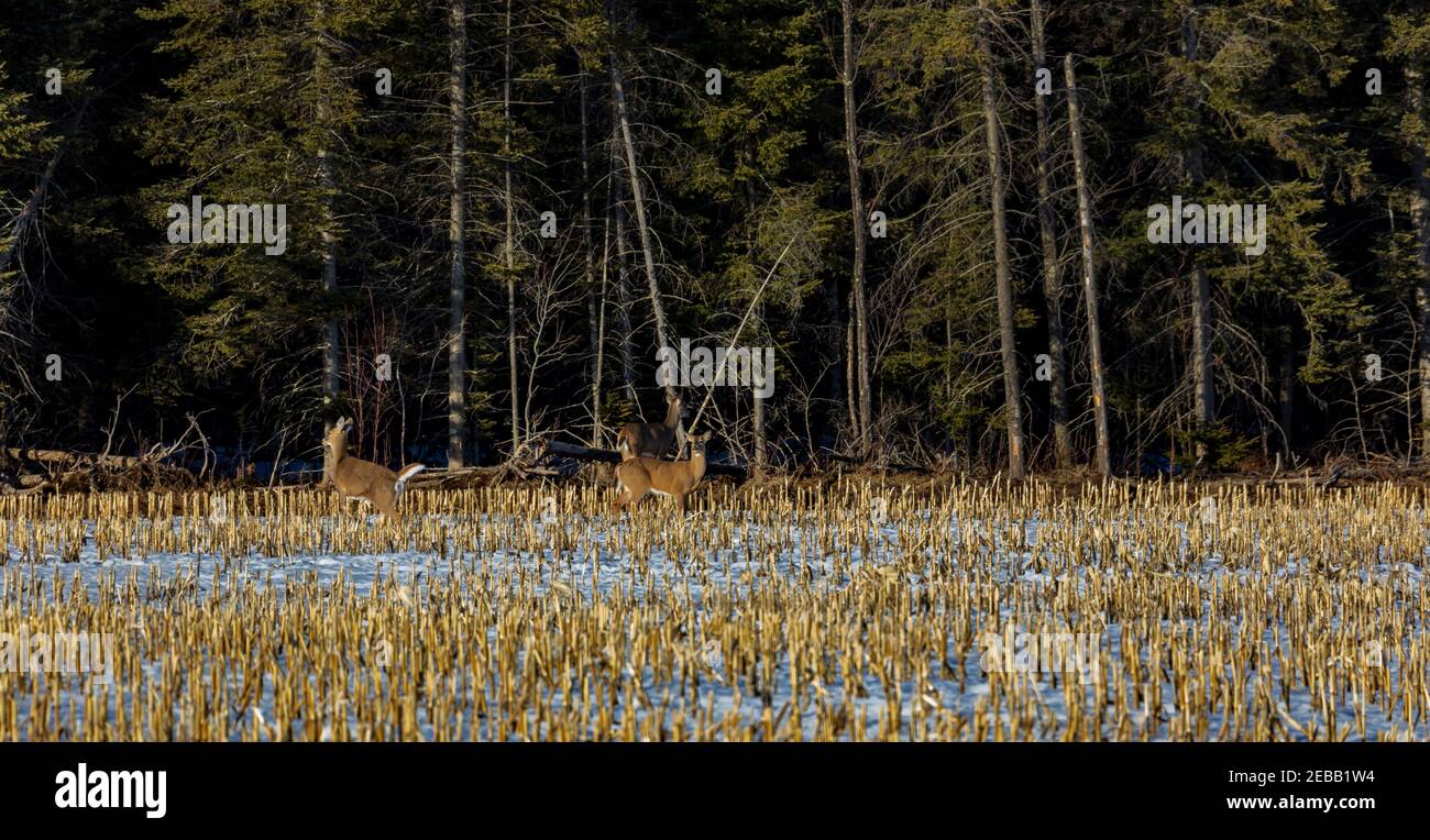 White-tailed escaping into the northern Wisconsin woodland Stock Photo ...