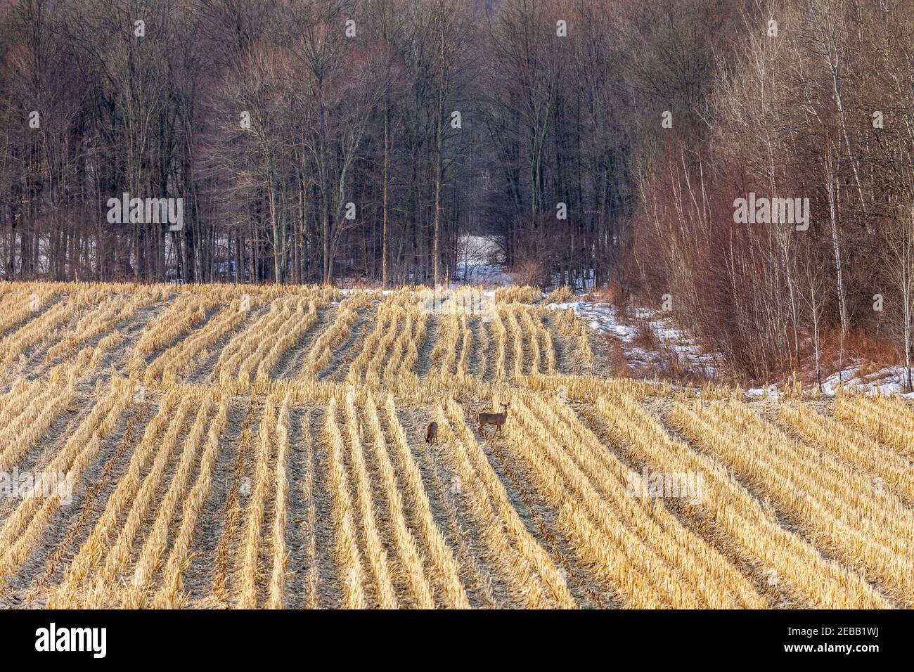 Cut corn field hi-res stock photography and images - Alamy