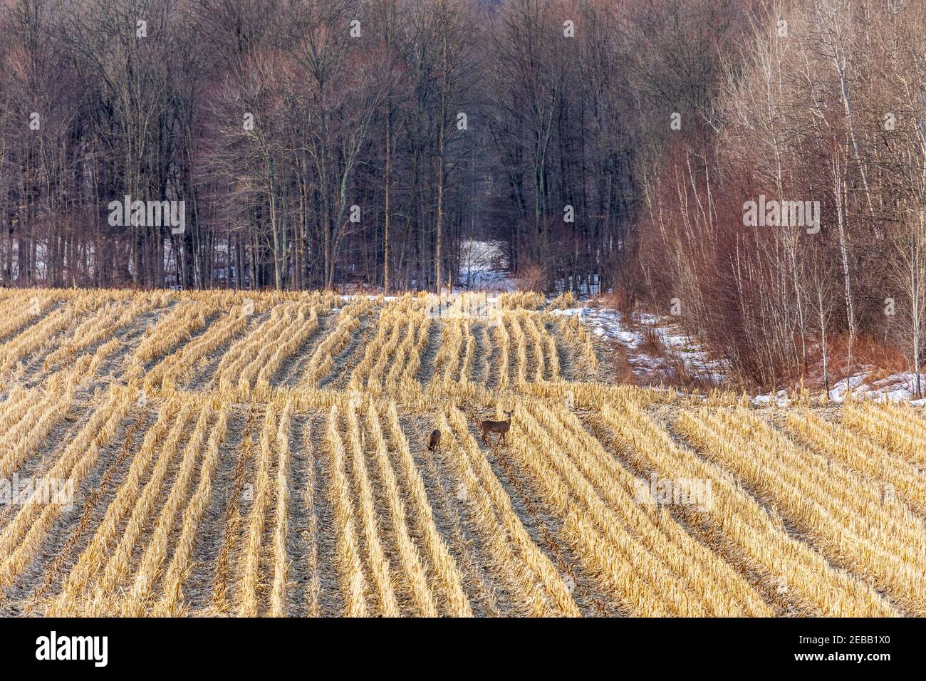 Native american corn field hi-res stock photography and images - Alamy
