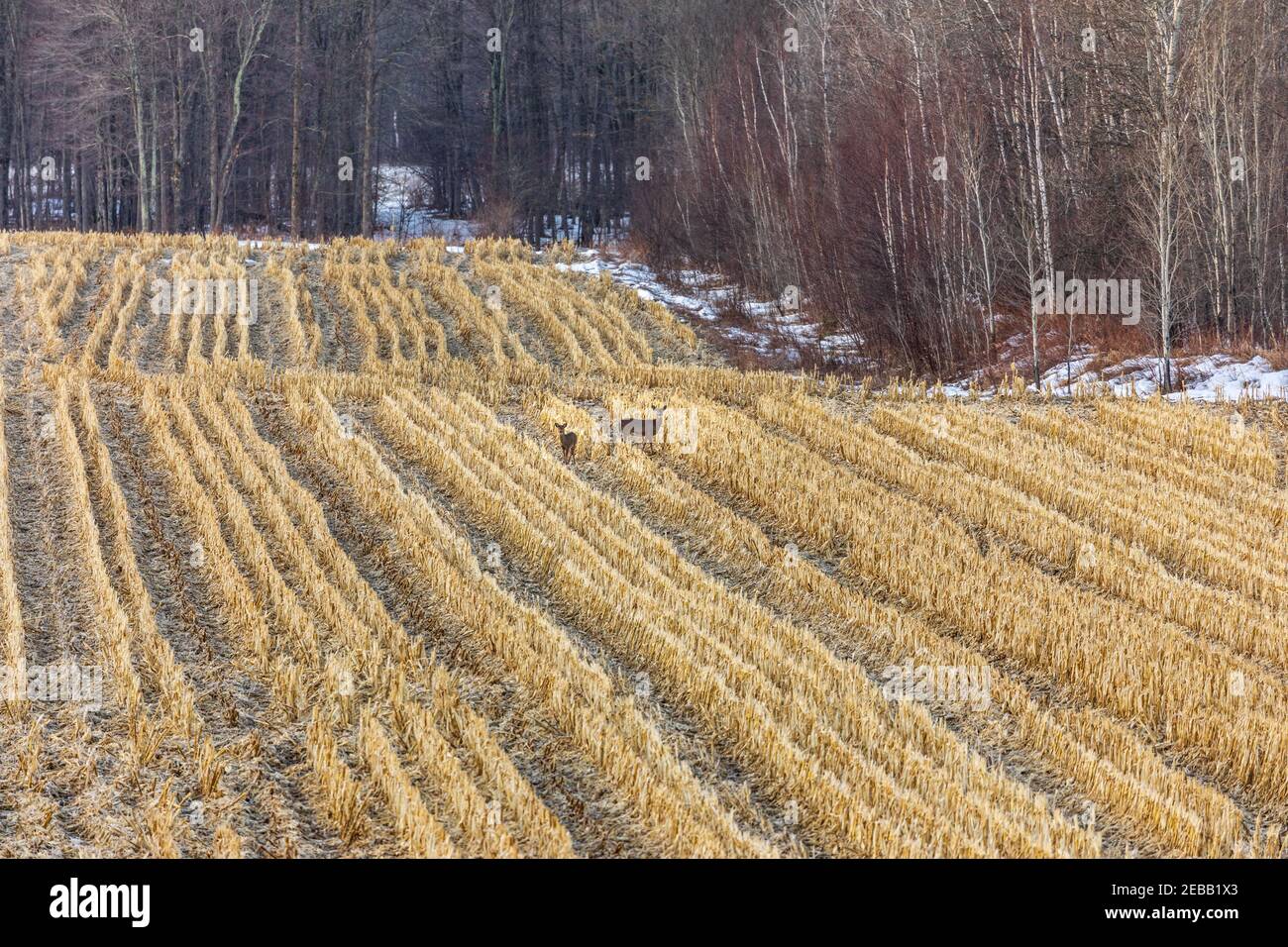 Native american corn field hi-res stock photography and images - Alamy