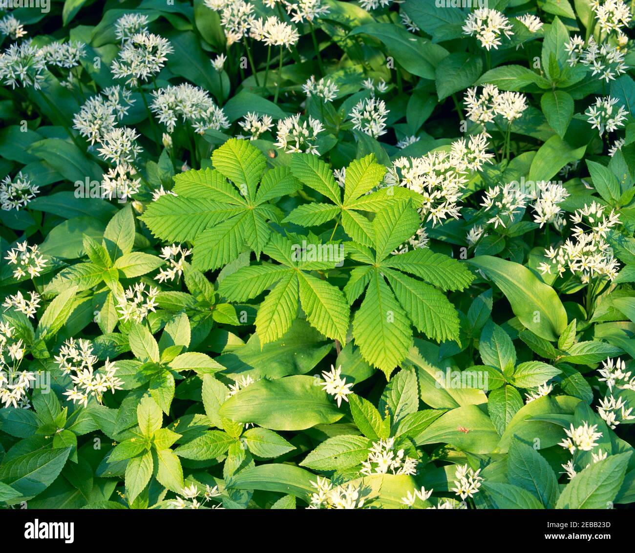 Woodland ground flora hi-res stock photography and images - Alamy