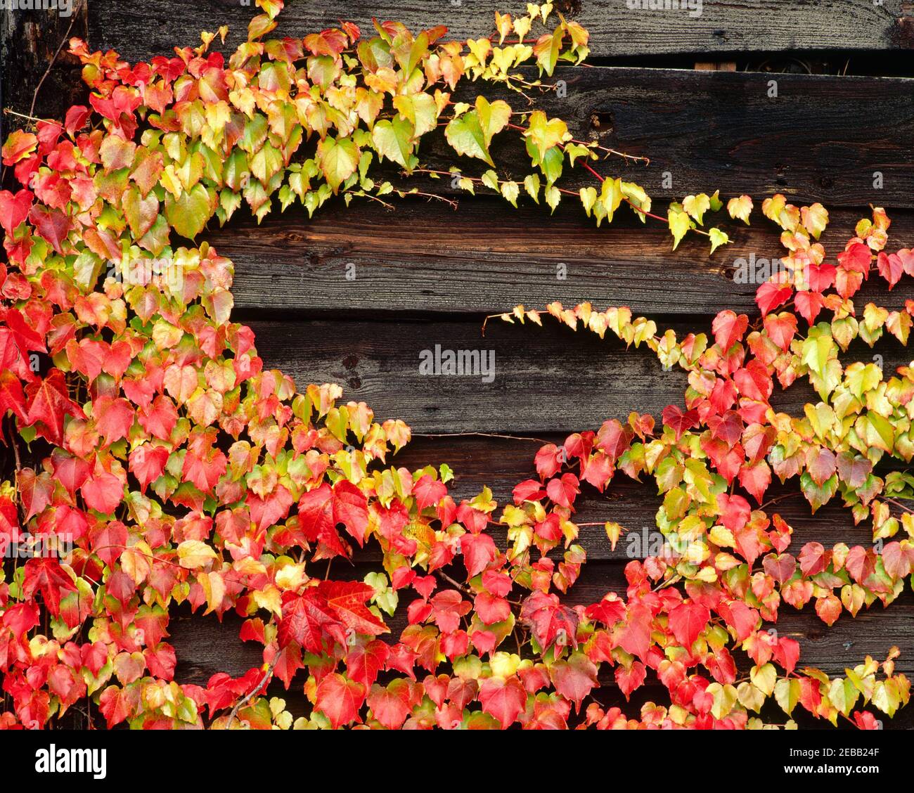 Virginia creeper on fence hi-res stock photography and images - Alamy