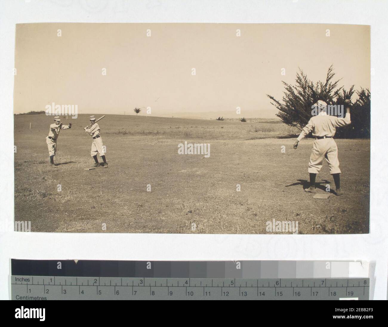 Fig bat hi-res stock photography and images - Alamy