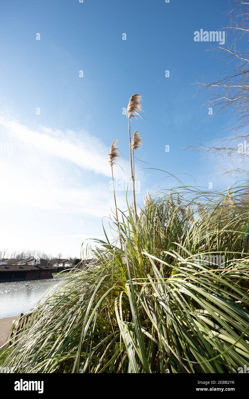 Basingstoke eastrop park pampas grass Stock Photo - Alamy