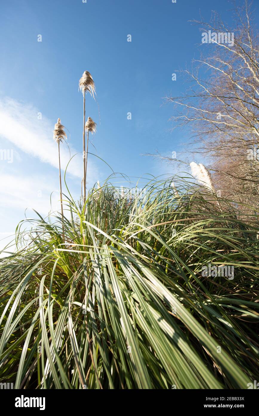 Basingstoke eastrop park pampas grass Stock Photo - Alamy
